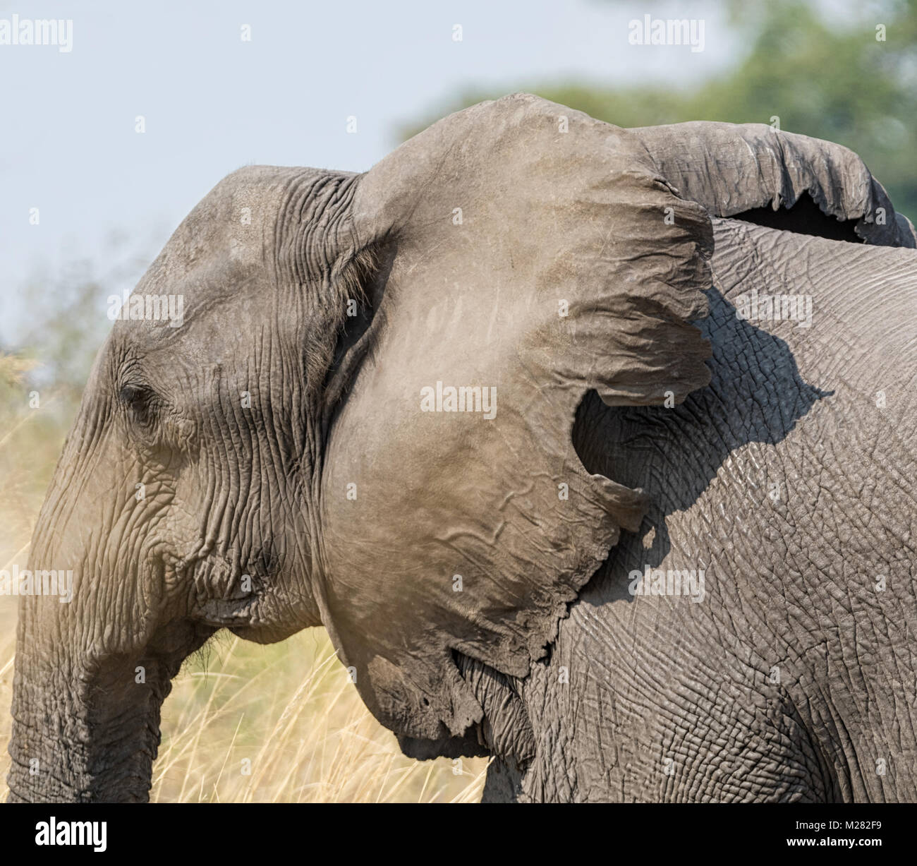 A closeup of an African Elephant's face Stock Photo - Alamy