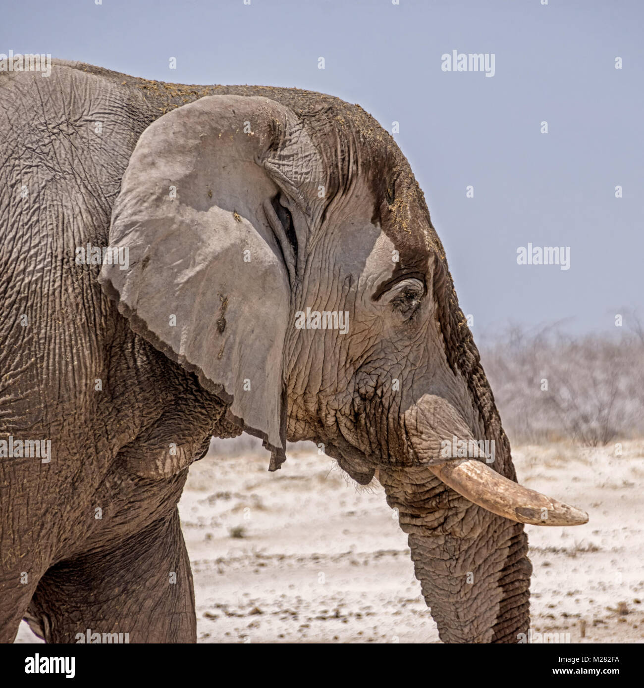African elephant face hi-res stock photography and images - Alamy