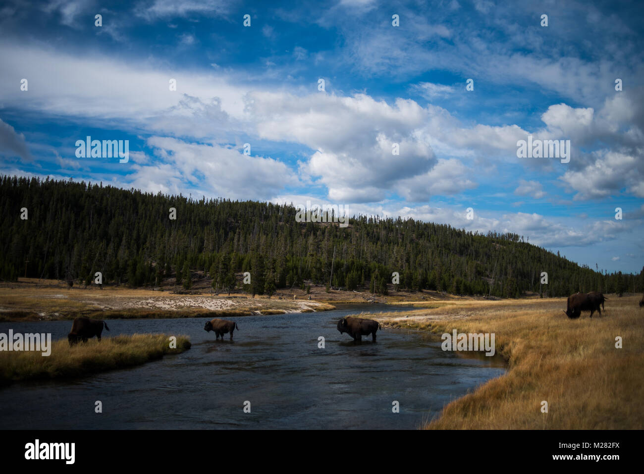 Buffalo cross a river at Yellowstone National Park Stock Photo - Alamy