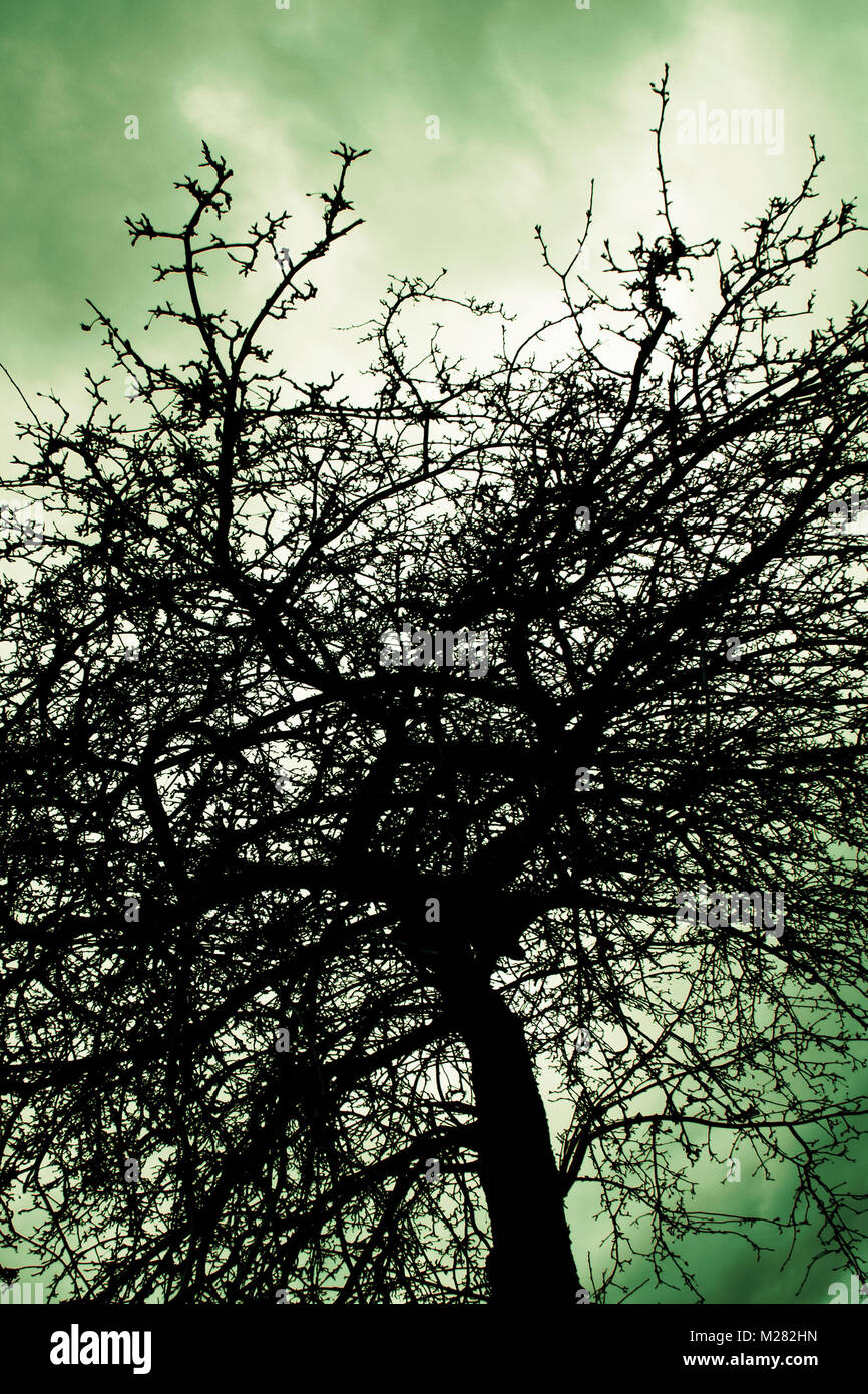 Dramatic tree silhouette hi-res stock photography and images - Alamy