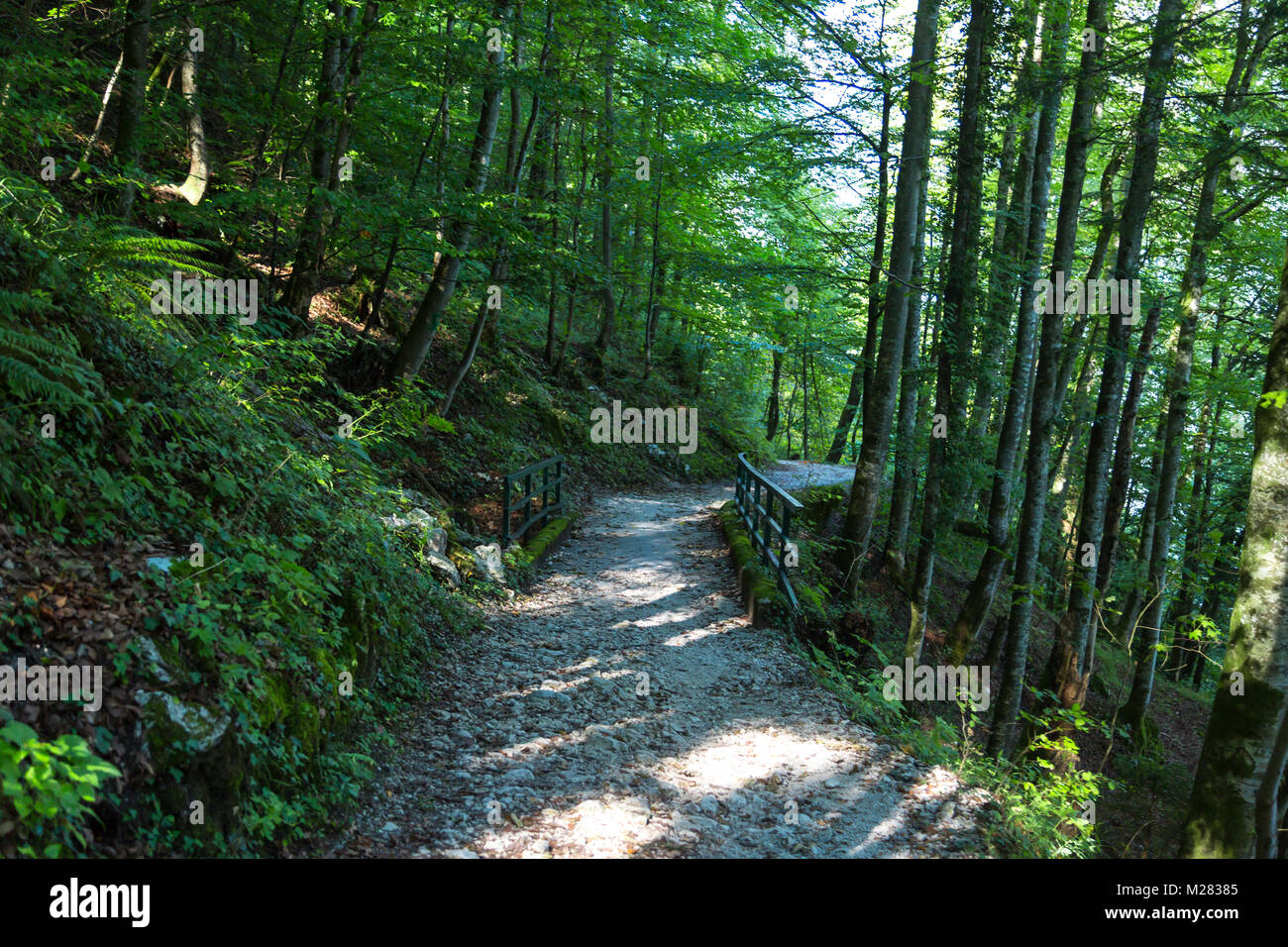 Walkway path of green trees in forest. Outdoor travel in spring or ...