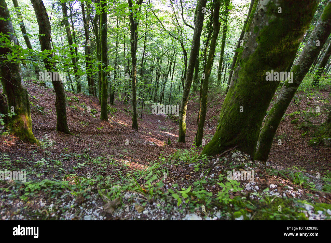 Walkway path of green trees in forest. Outdoor travel in spring or ...