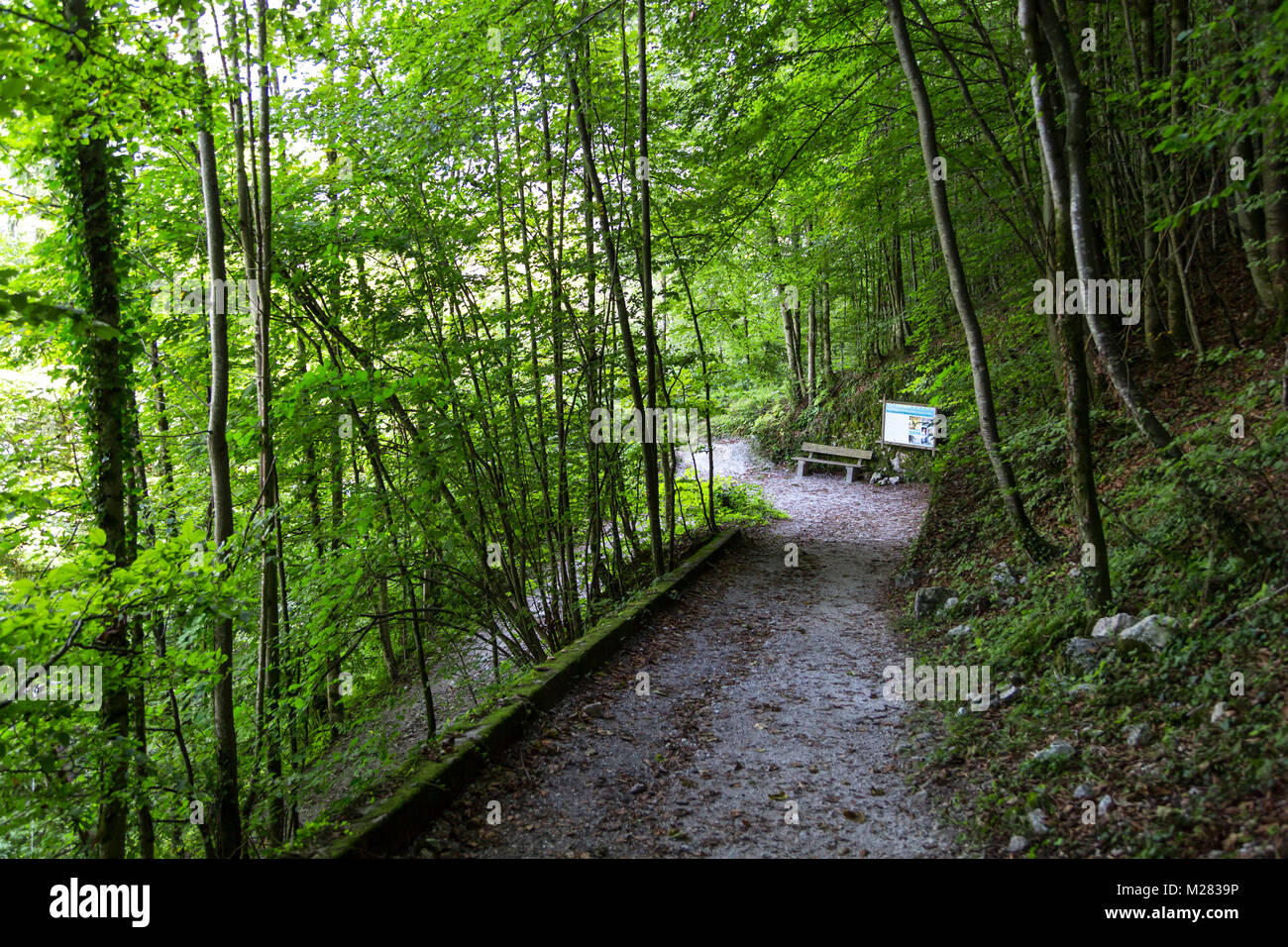 Walkway path of green trees in forest. Outdoor travel in spring or ...