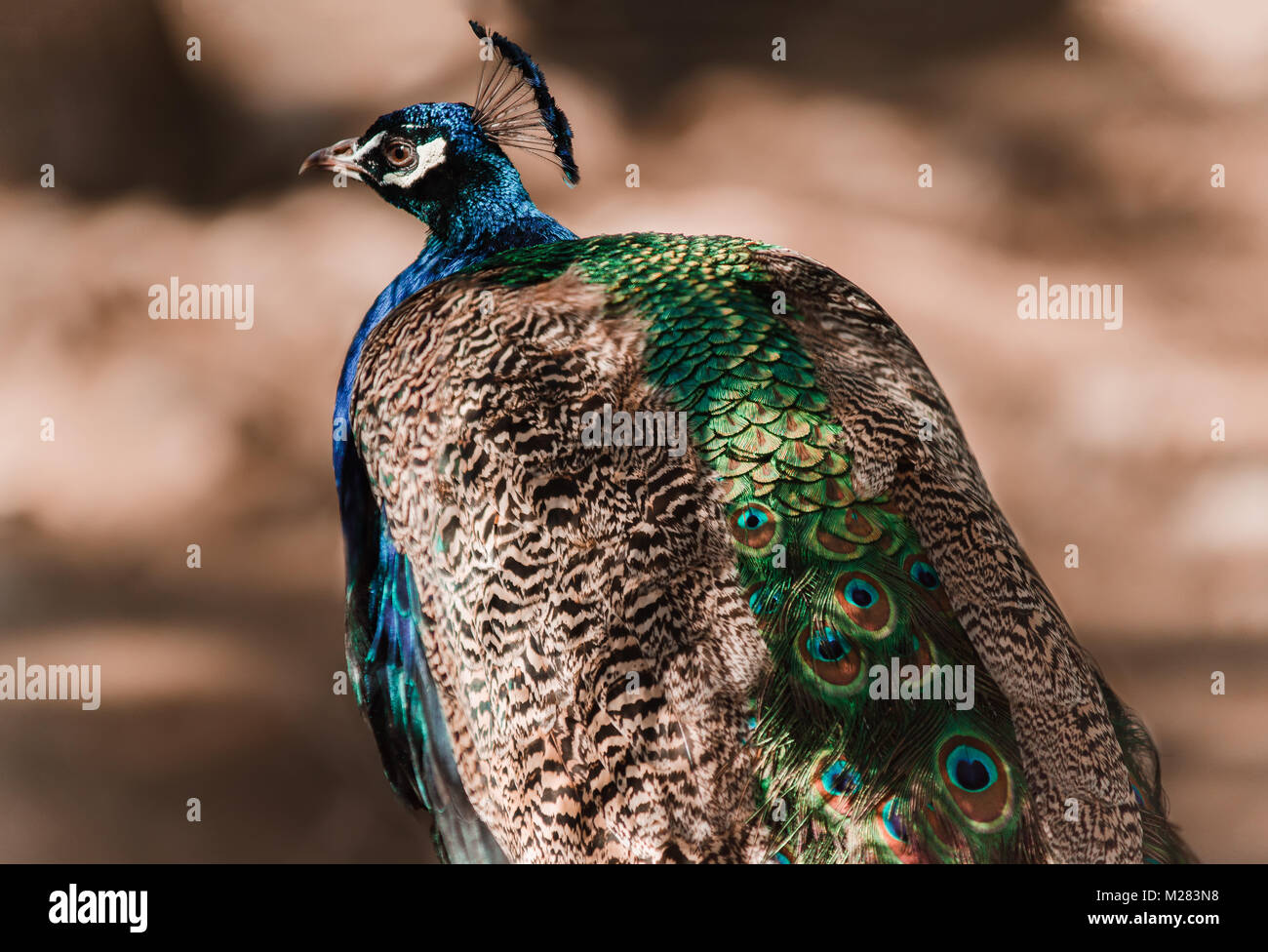 Beautiful peahen hi-res stock photography and images - Alamy