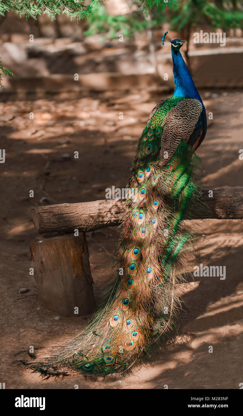 Portrait of a beautiful male peacock in full-length. Peahen sitting on ...