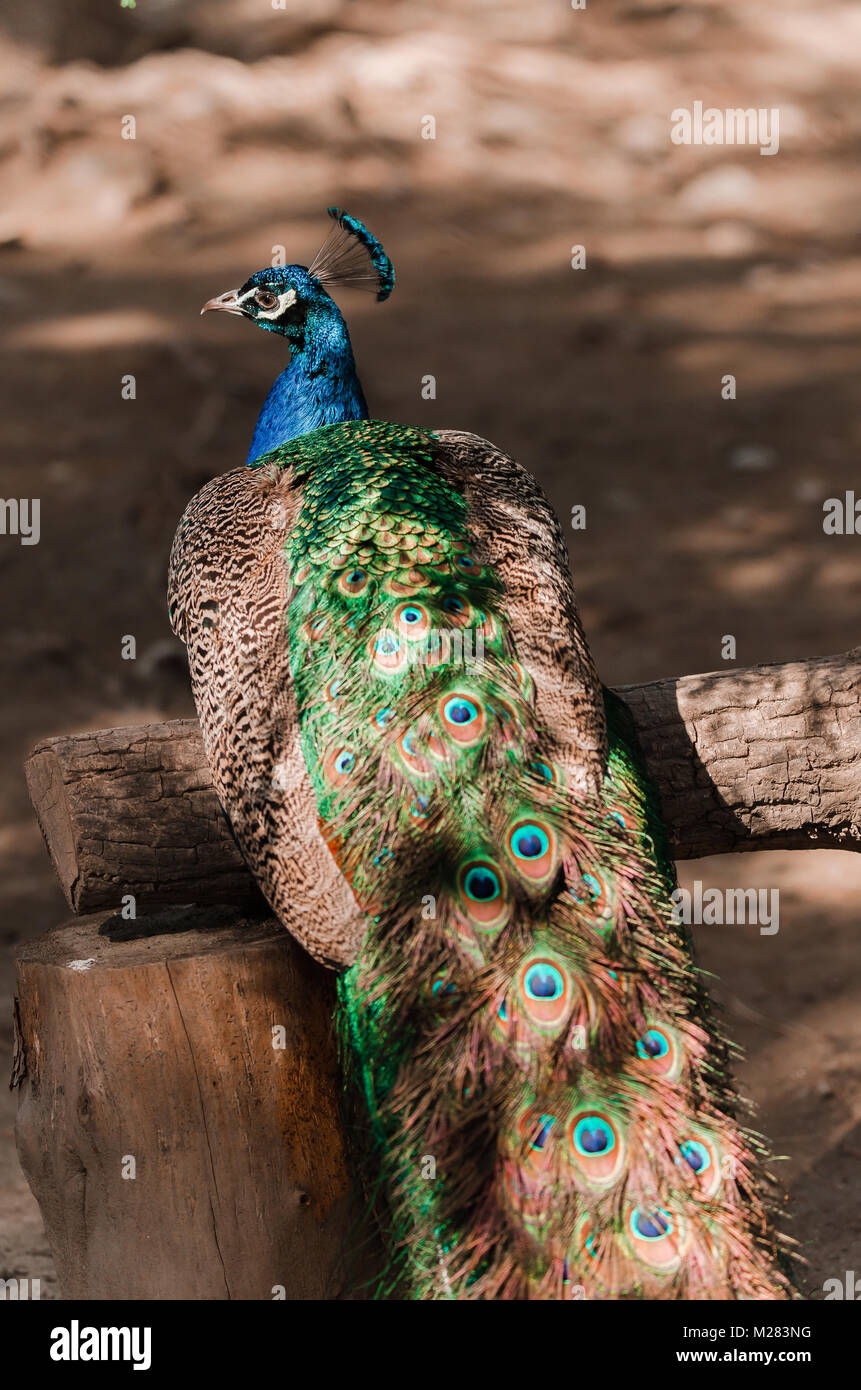 Portrait of a beautiful male peacock. Peahen sitting on a tree brown ...