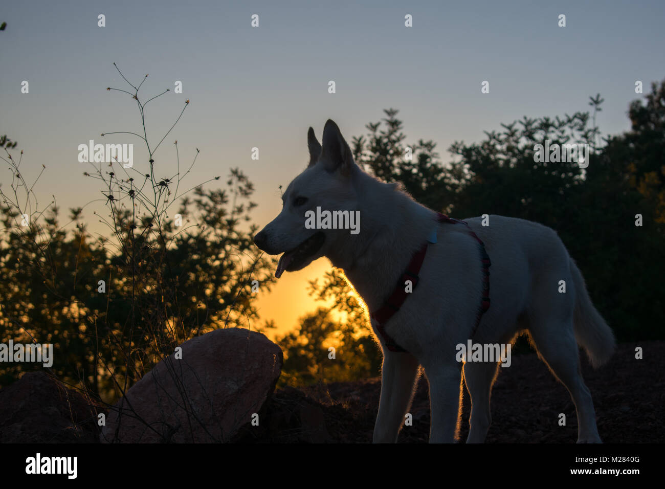 Wolf focused hi-res stock photography and images - Alamy