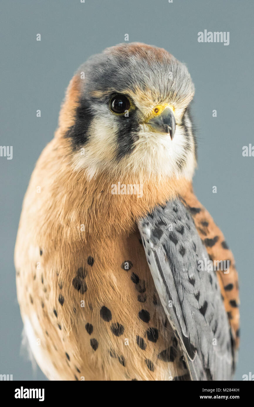Portrait male kestrel hi-res stock photography and images - Alamy