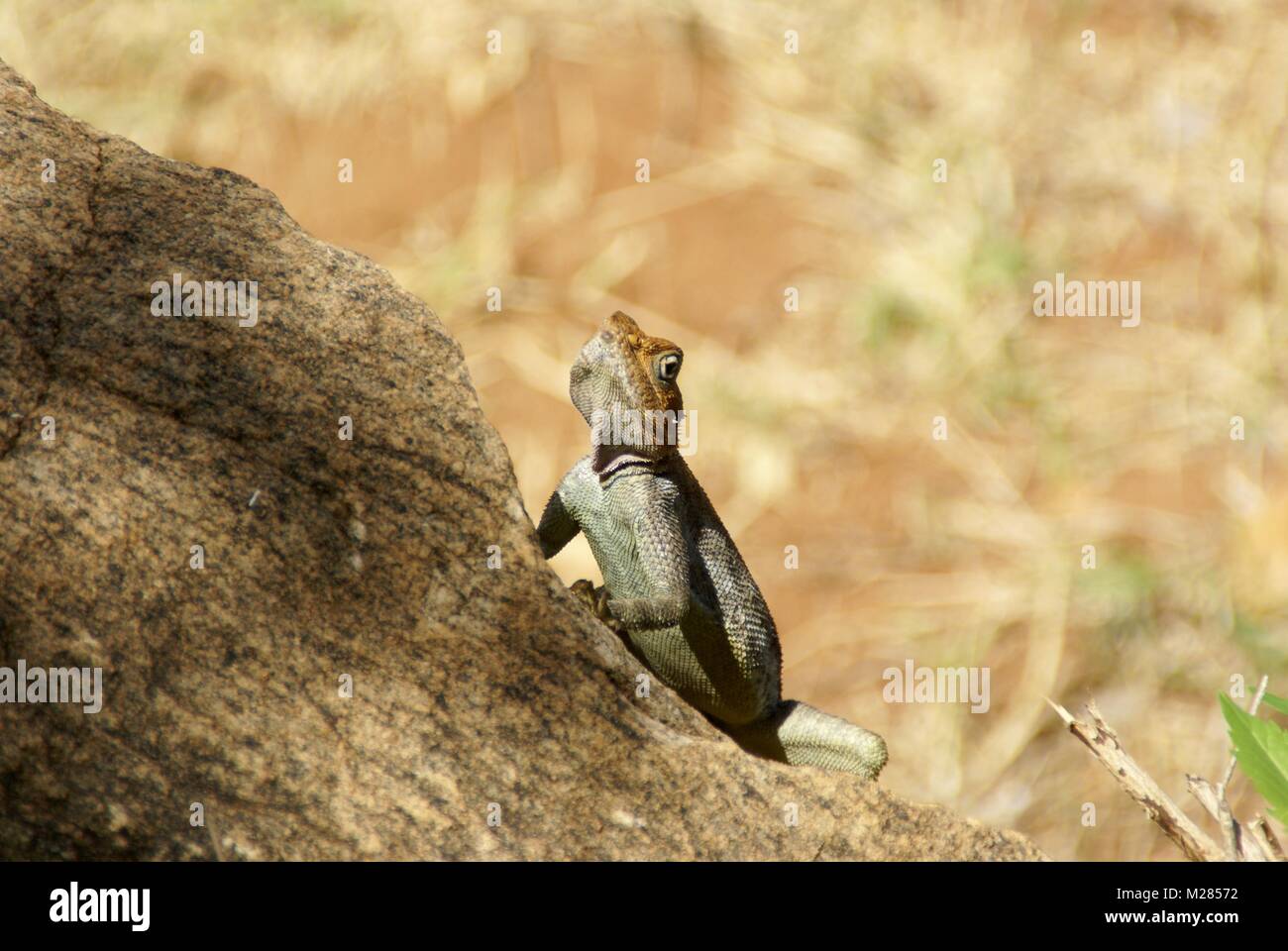 safari kenya animals south africa Stock Photo - Alamy