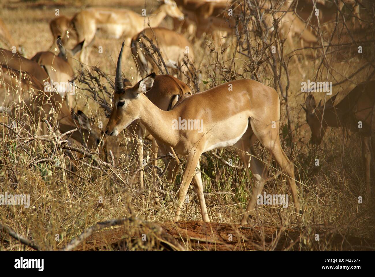 safari kenya animals south africa Stock Photo - Alamy
