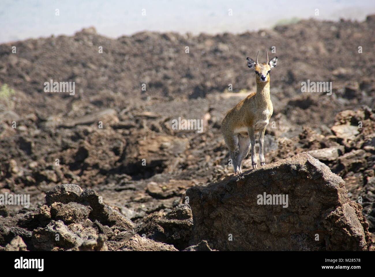 safari kenya animals south africa Stock Photo - Alamy