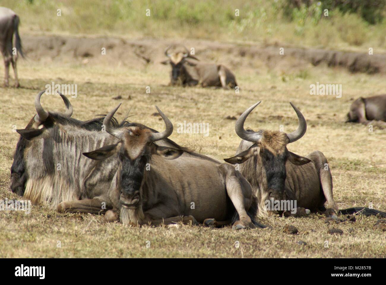 Kenya animals hi-res stock photography and images - Alamy