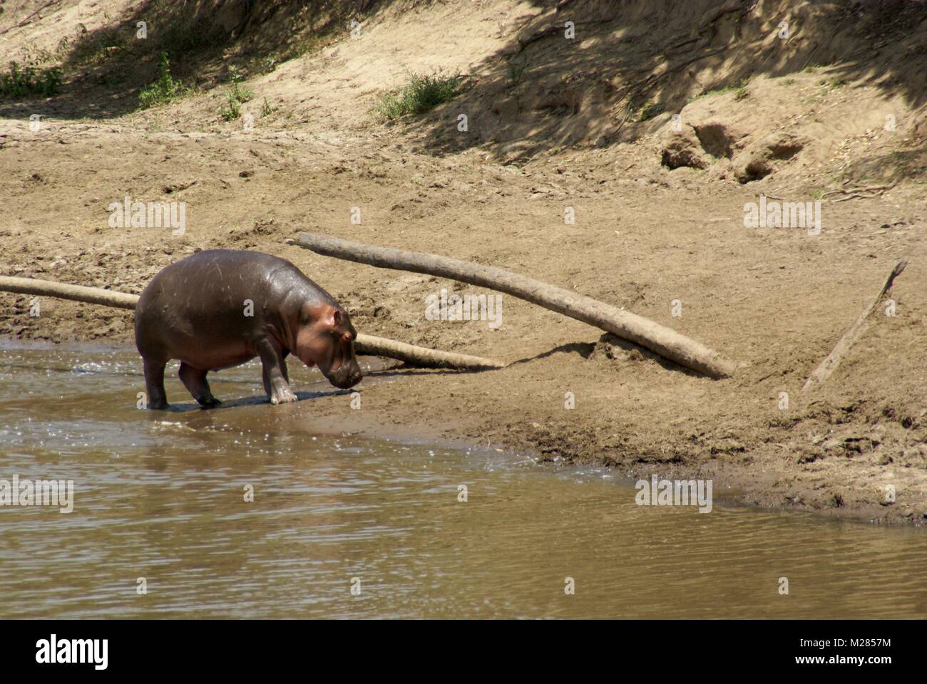 safari kenya animals south africa Stock Photo - Alamy