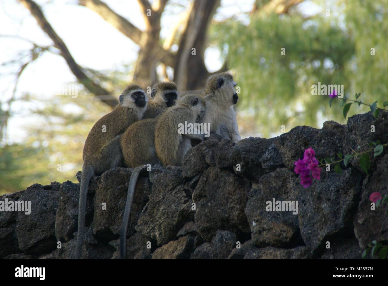 African safari children family hi-res stock photography and images - Alamy