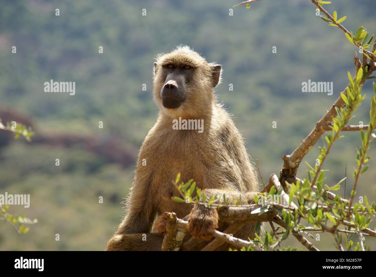 safari kenya animals south africa Stock Photo - Alamy