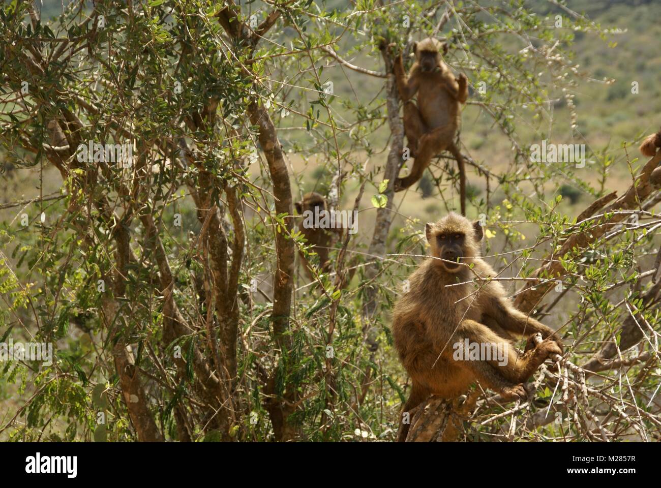 South african monkeys hi-res stock photography and images - Alamy