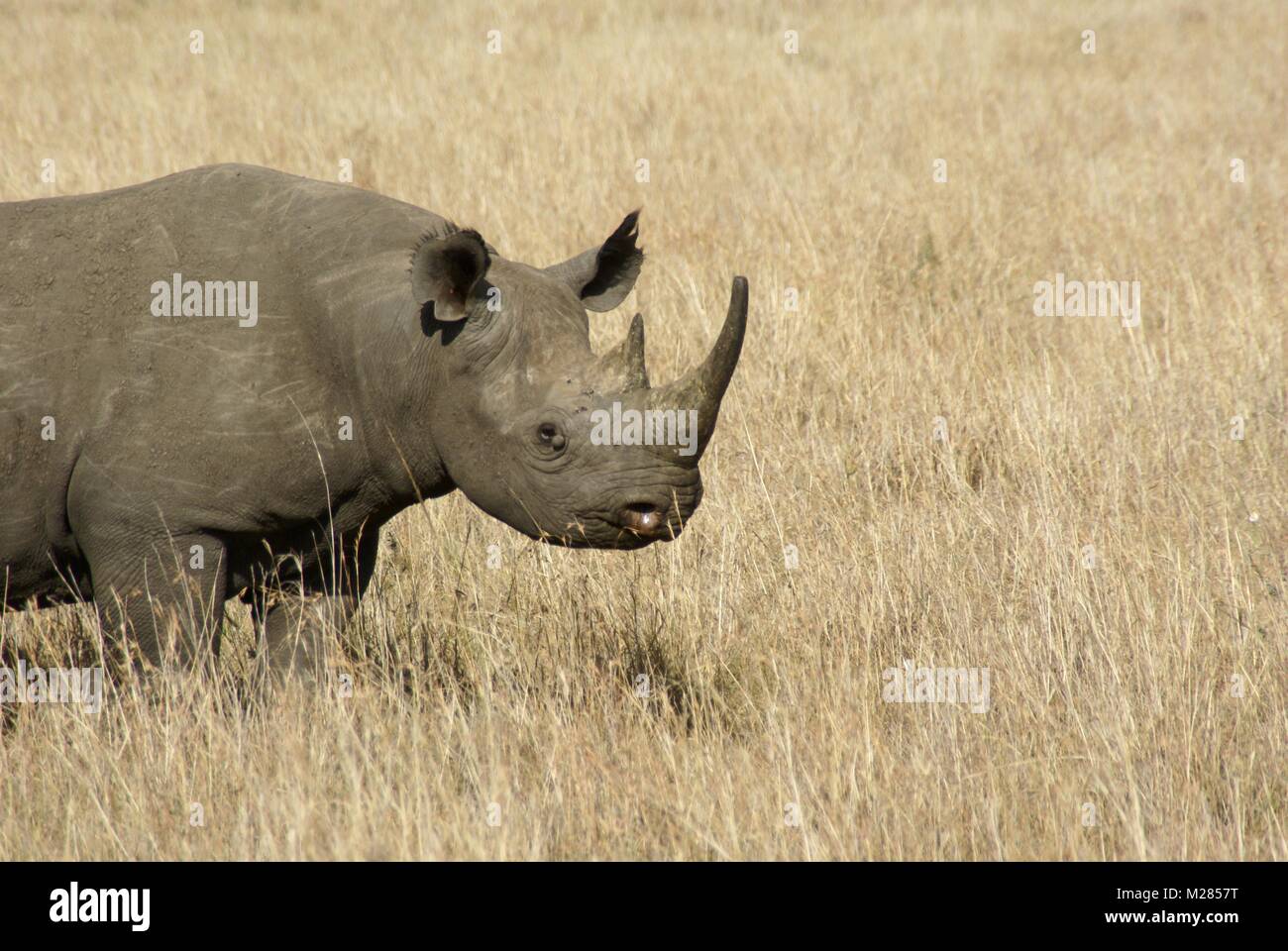 safari kenya animals south africa Stock Photo - Alamy