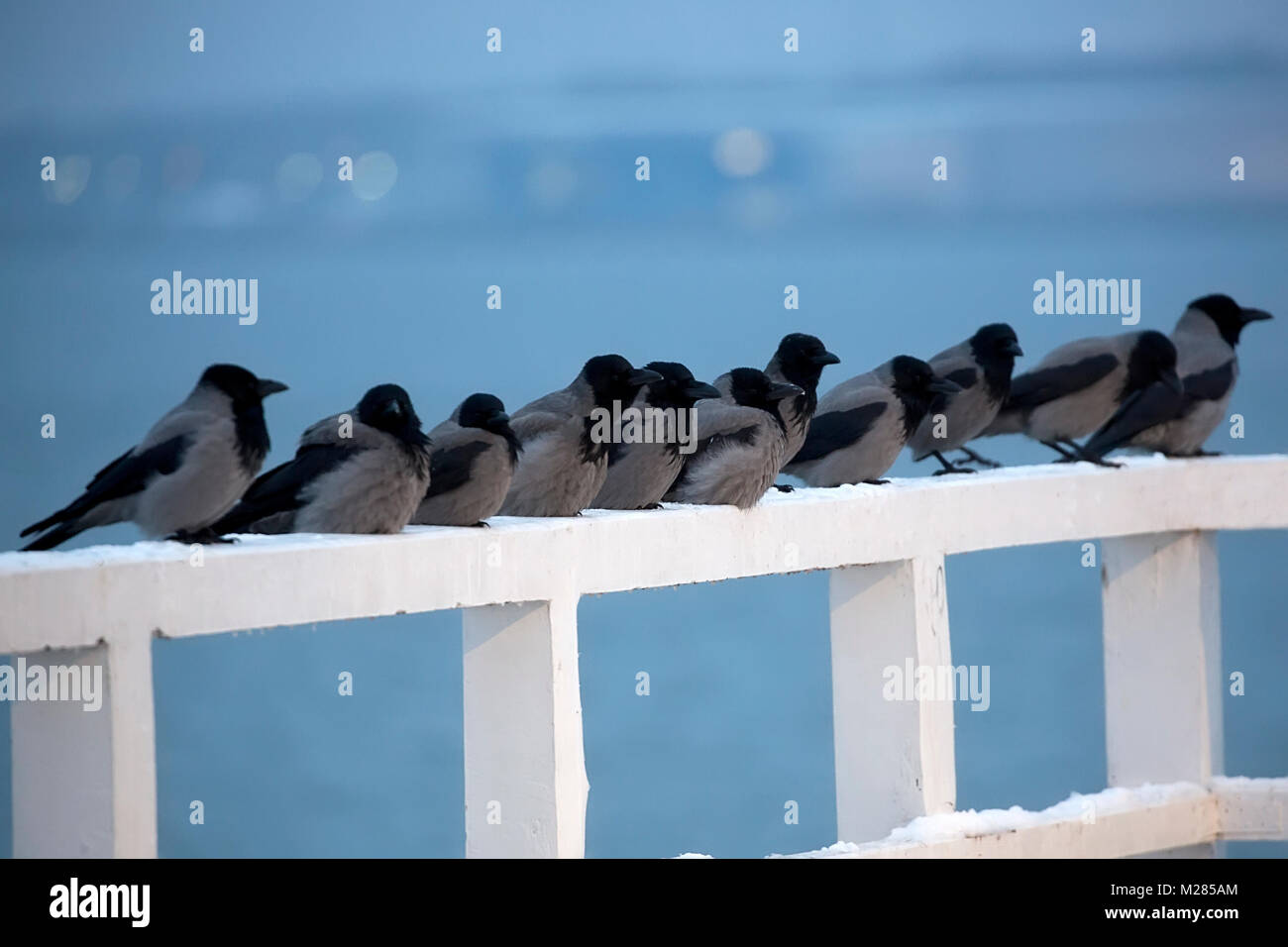 Hooded Crows in the wild Stock Photo - Alamy