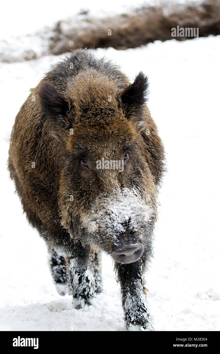 Snow pig hi-res stock photography and images - Alamy