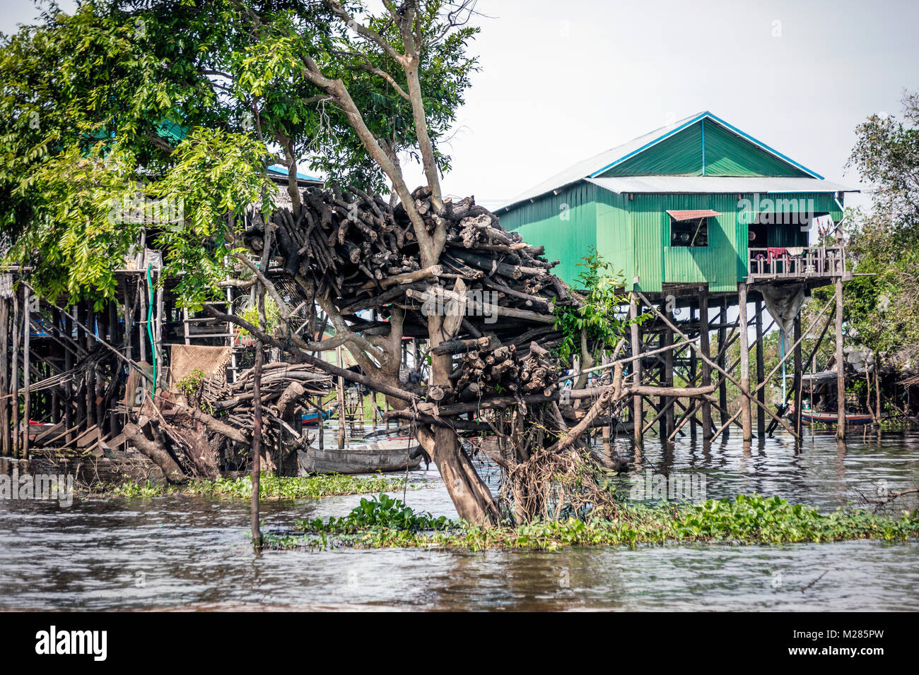 Wood stored in tree, Kampong Phluk Floating Village, Siem Reap Province ...