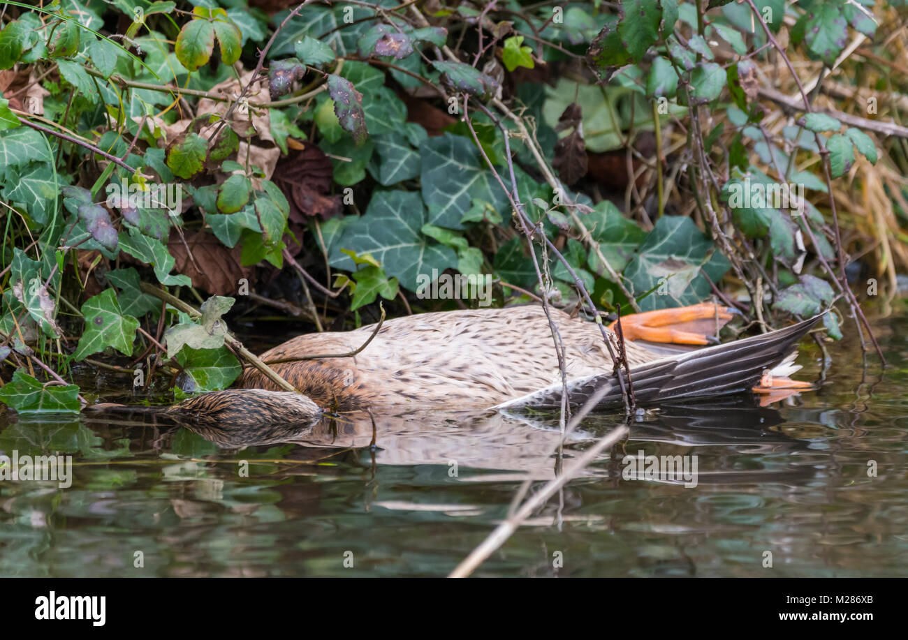 Dead duck hi-res stock photography and images - Alamy
