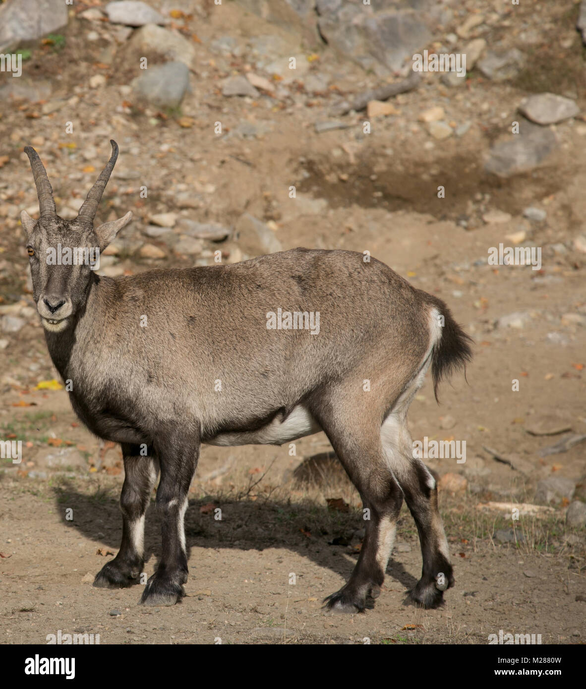 Omega park, Quebec, Canada, animals in the park Stock Photo - Alamy