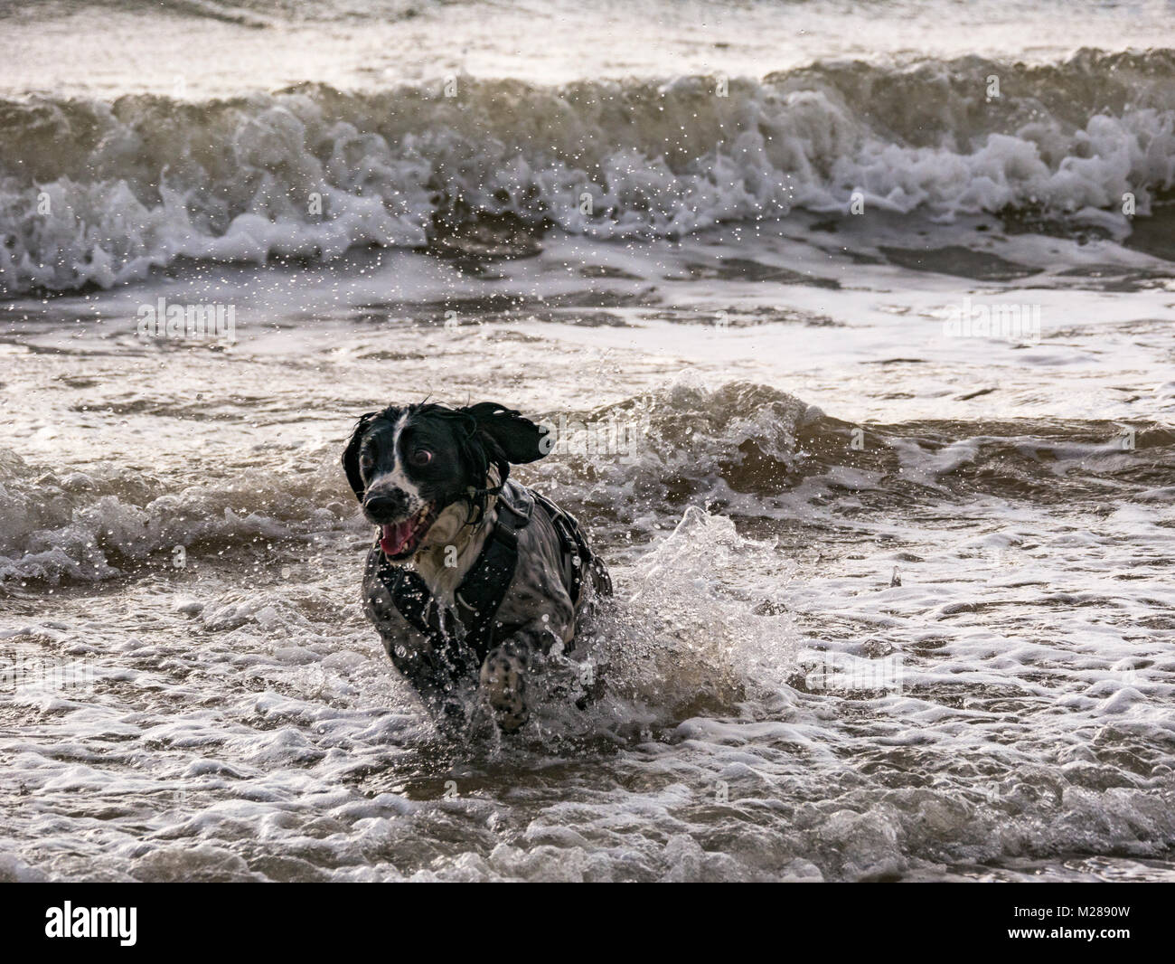 Springer Spaniel swimming in sea- Camber Sands beach, East Sussex Stock ...