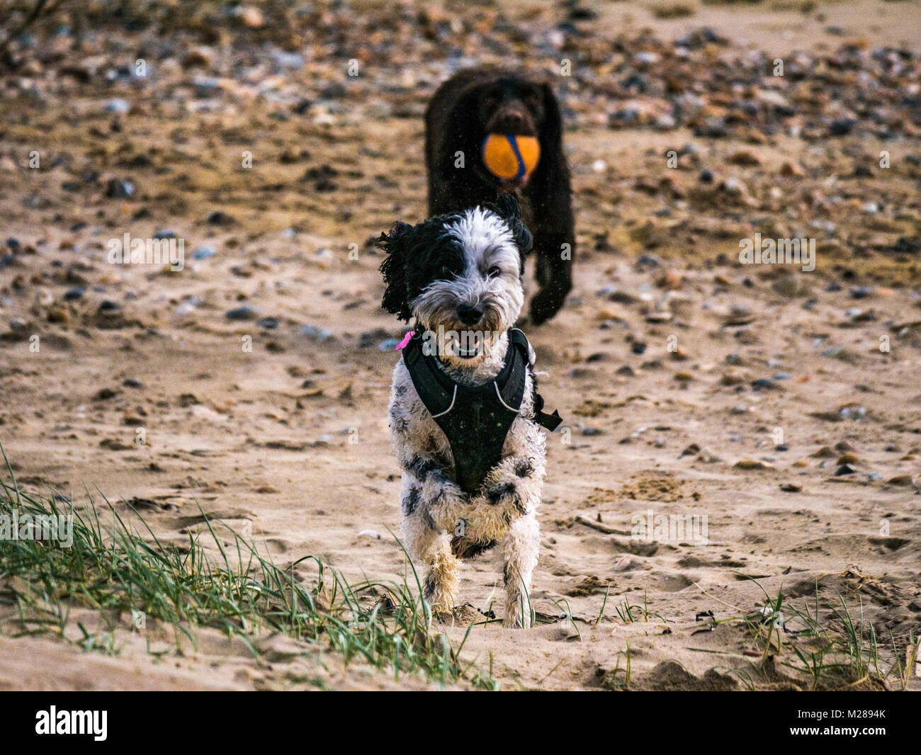 Labradoodle and cocker spaniel running across beach Stock Photo - Alamy