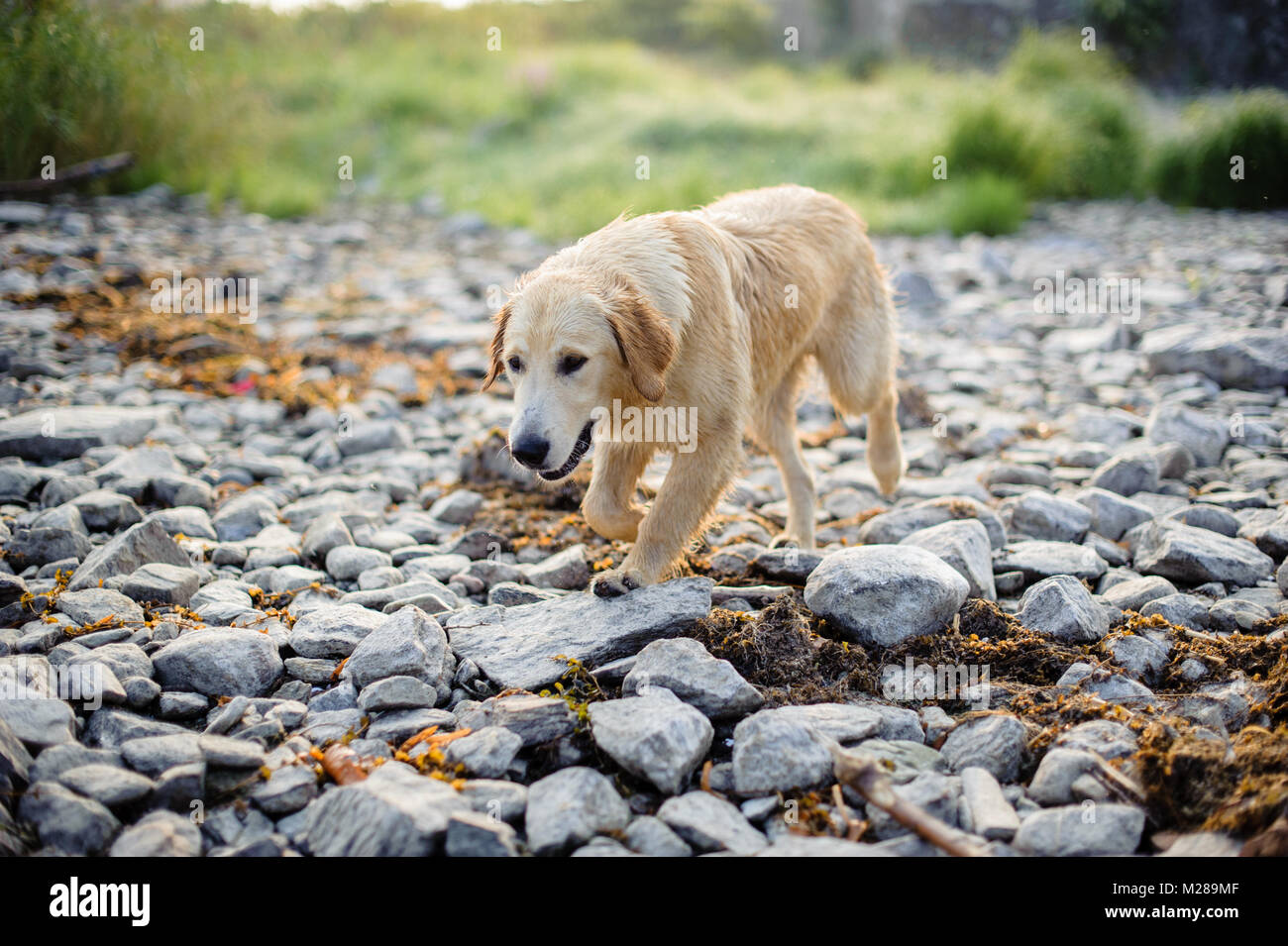 portrait of golden retriever dog in nature outdoor, woods and meadows ...