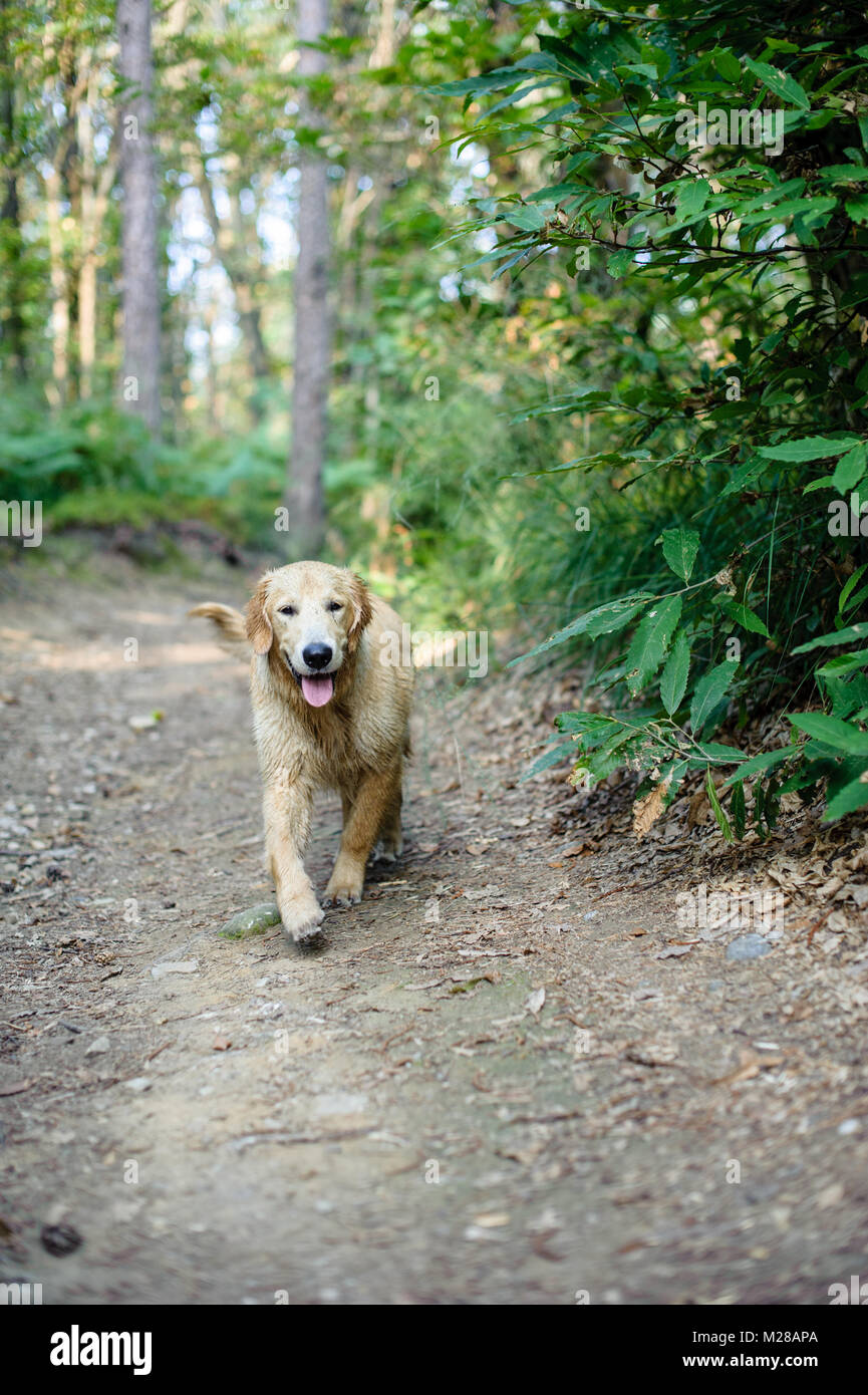 portrait of golden retriever dog in nature outdoor, woods and meadows ...