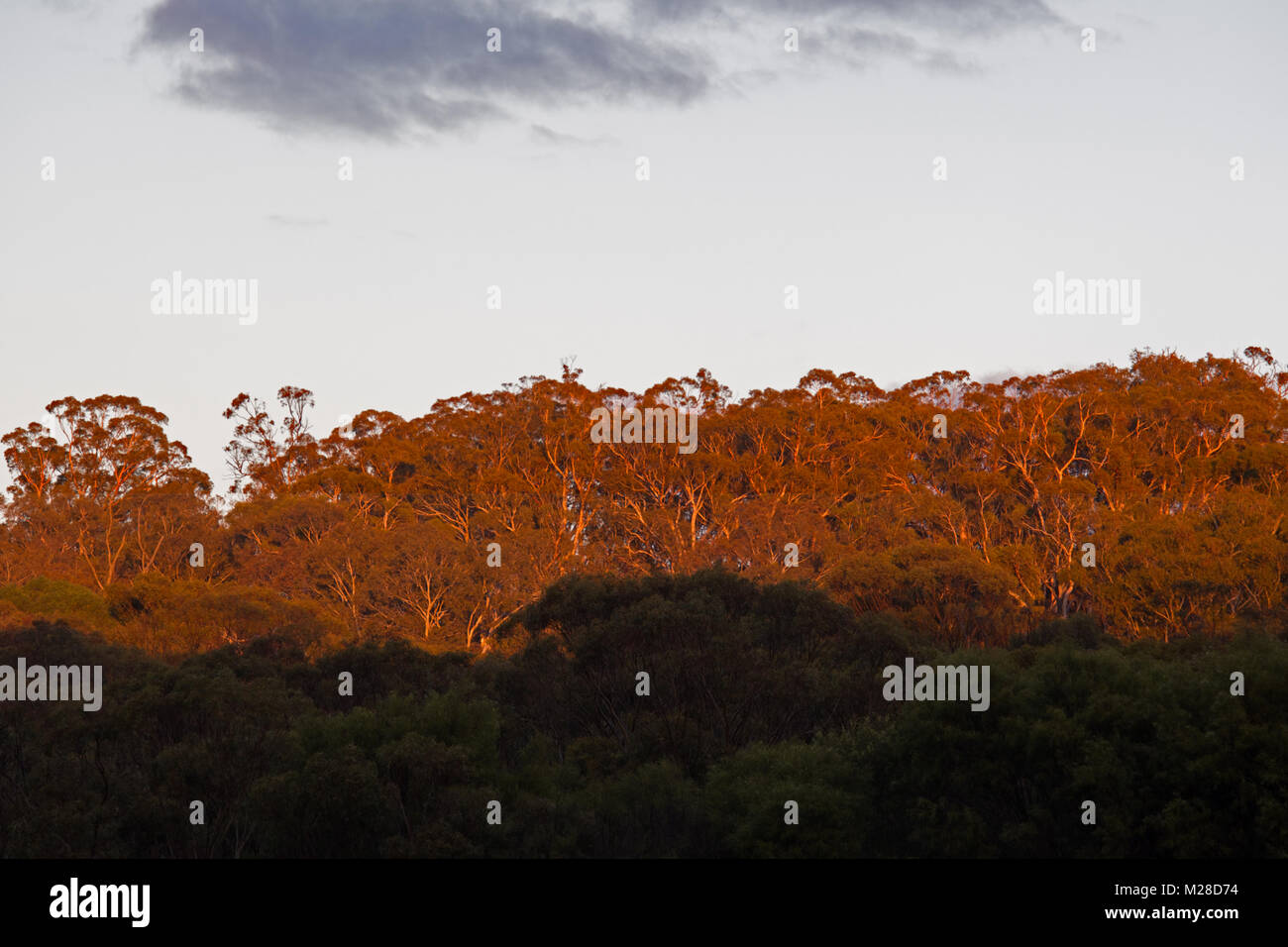 sunrise sun lighting up wandoo forest in rugged hills nature reserve ...