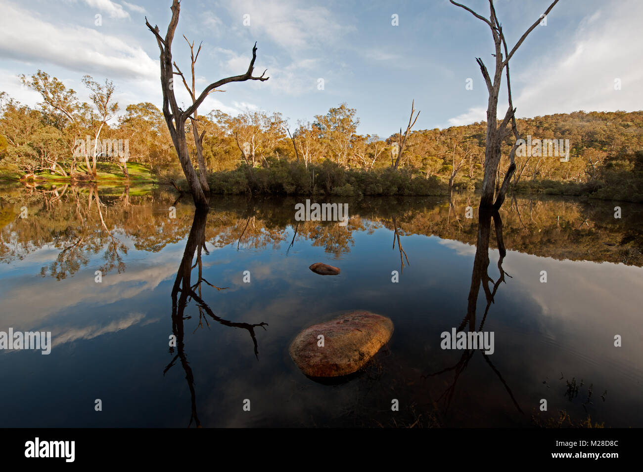 landscape showing reflections of dead trees in still water of cobblers ...