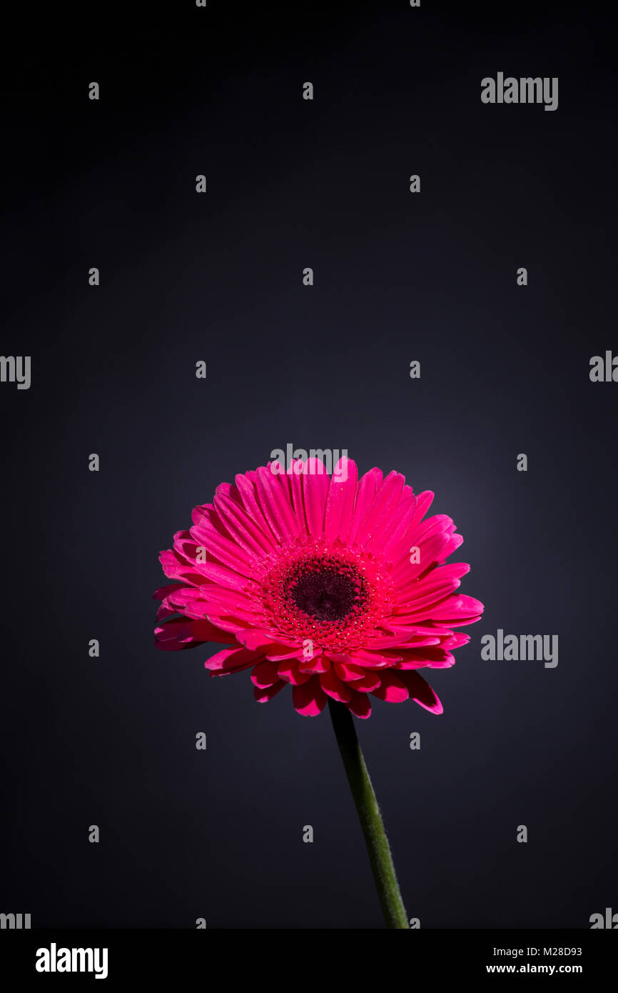 Single flower on a plain background Stock Photo - Alamy