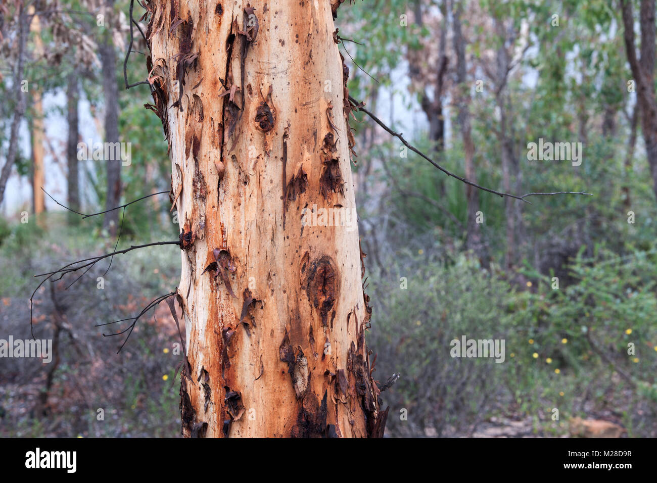 Wandoo tree hi-res stock photography and images - Alamy