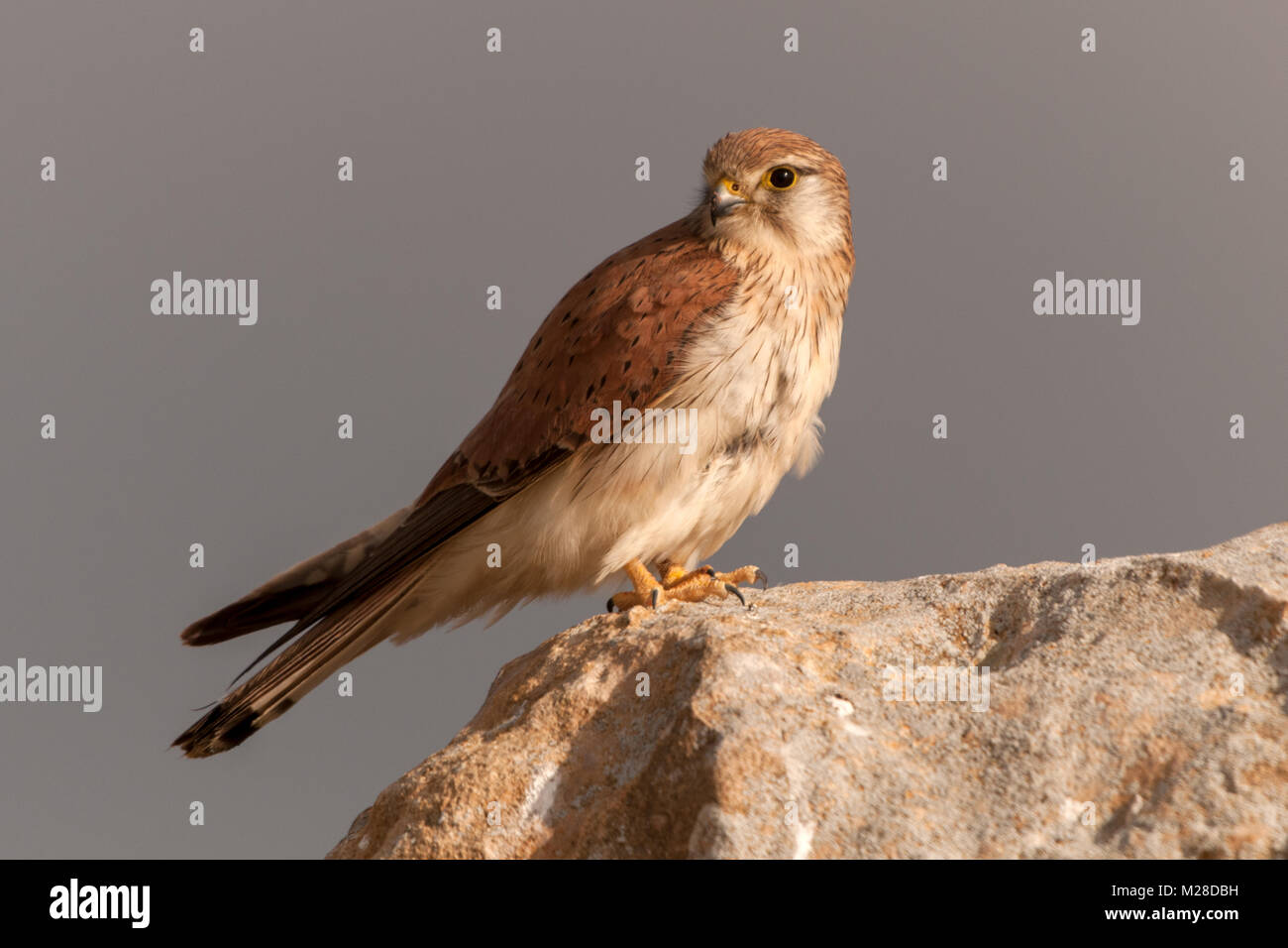 Australian kestrel hi-res stock photography and images - Alamy