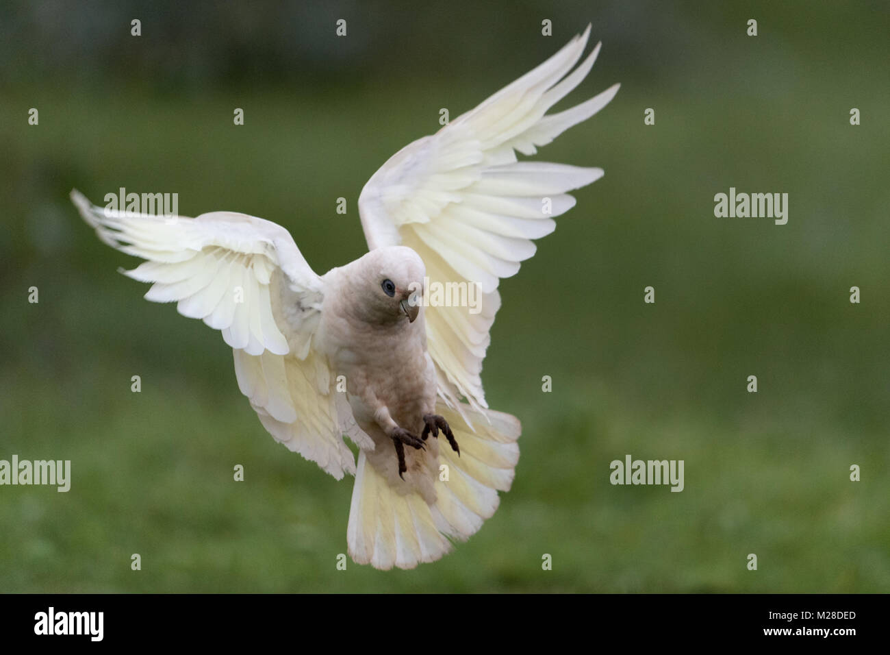white cockatooin flight coming into land with wings raised in toodyay ...