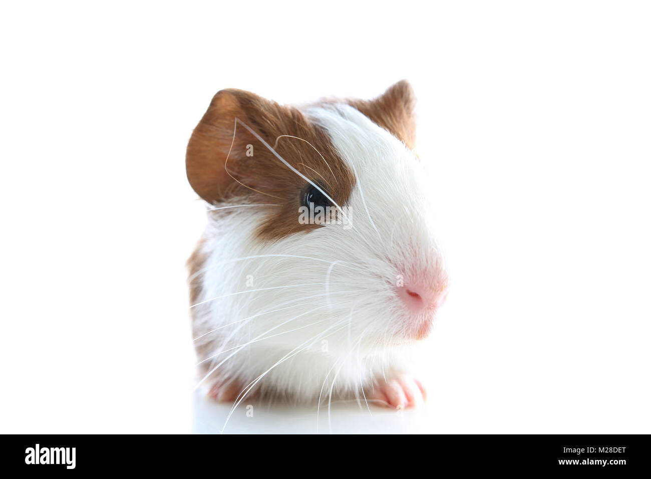 Guinea pig on studio white background. Isolated white pet photo ...