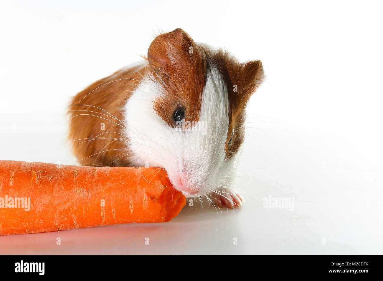 Guinea pig on studio white background. Isolated white pet photo ...