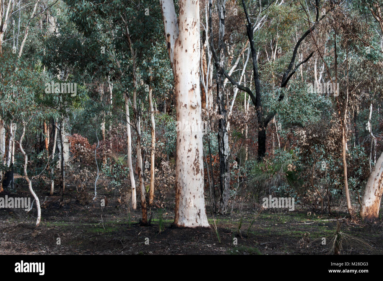 eucalyptus wandoo tree in forest and bushfire remains in avon valley ...