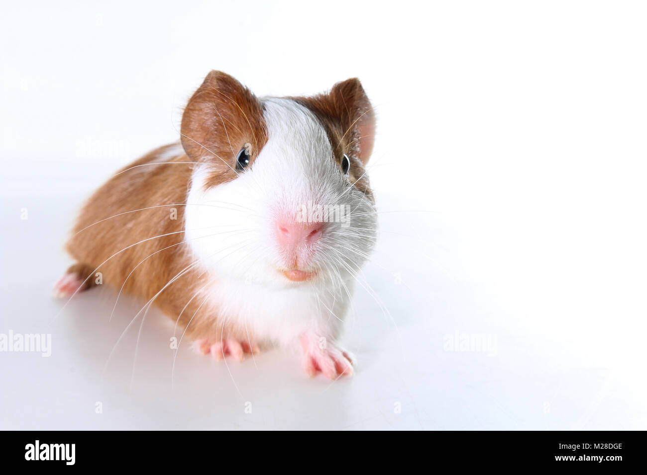 Guinea pig on studio white background. Isolated white pet photo ...