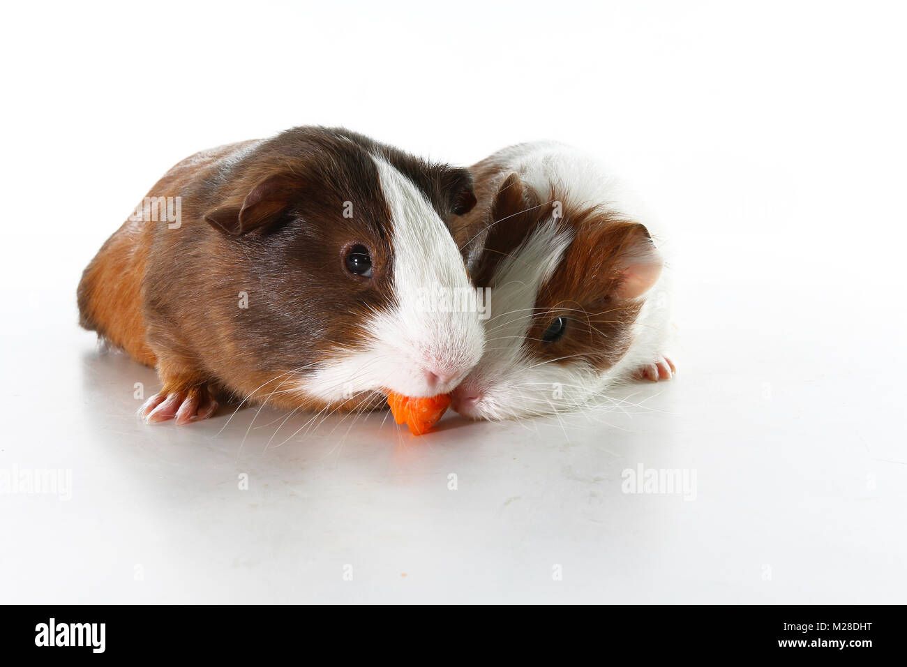 Guinea pig on studio white background. Isolated white pet photo ...