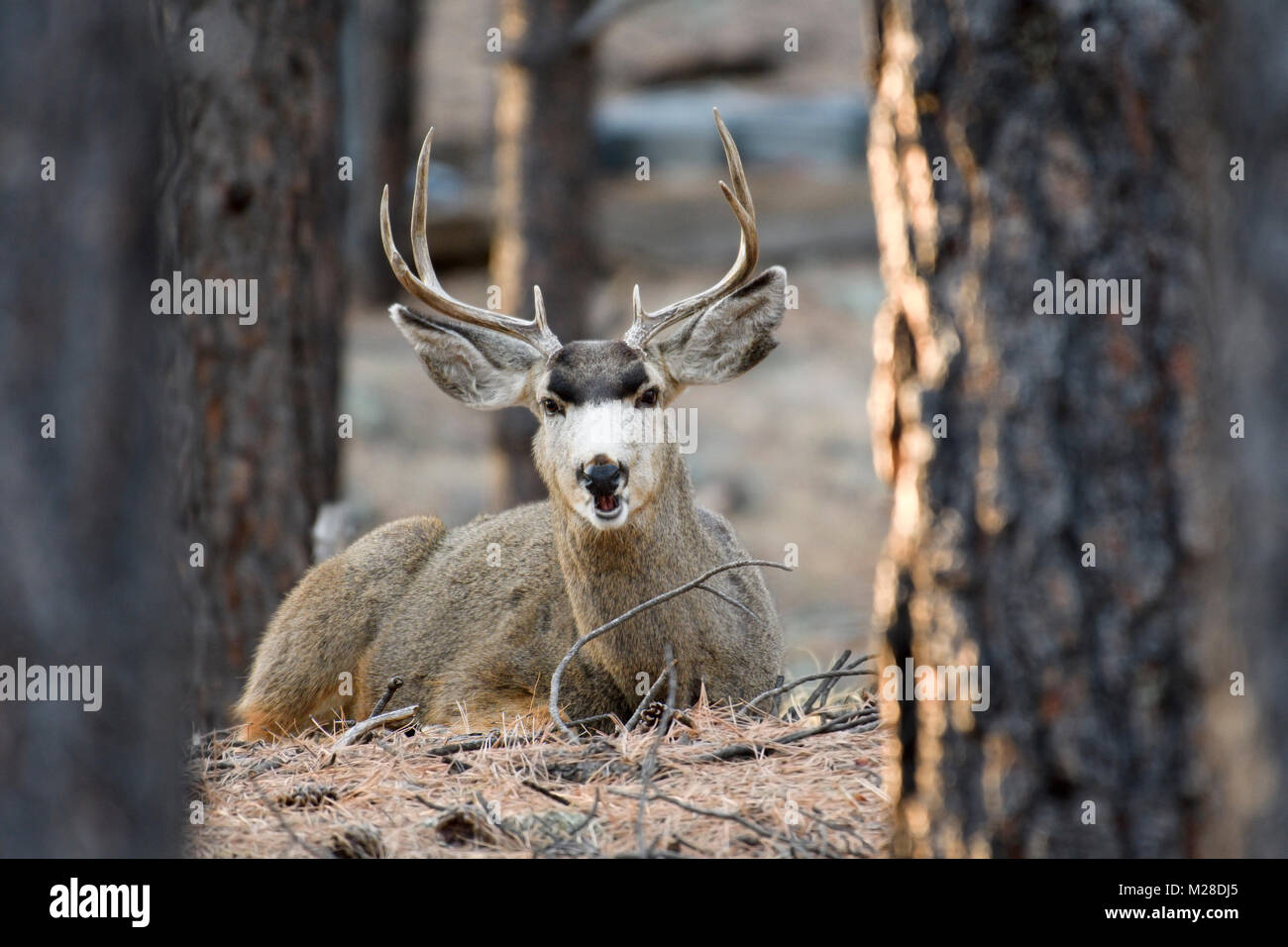 Buck teeth hi-res stock photography and images - Alamy