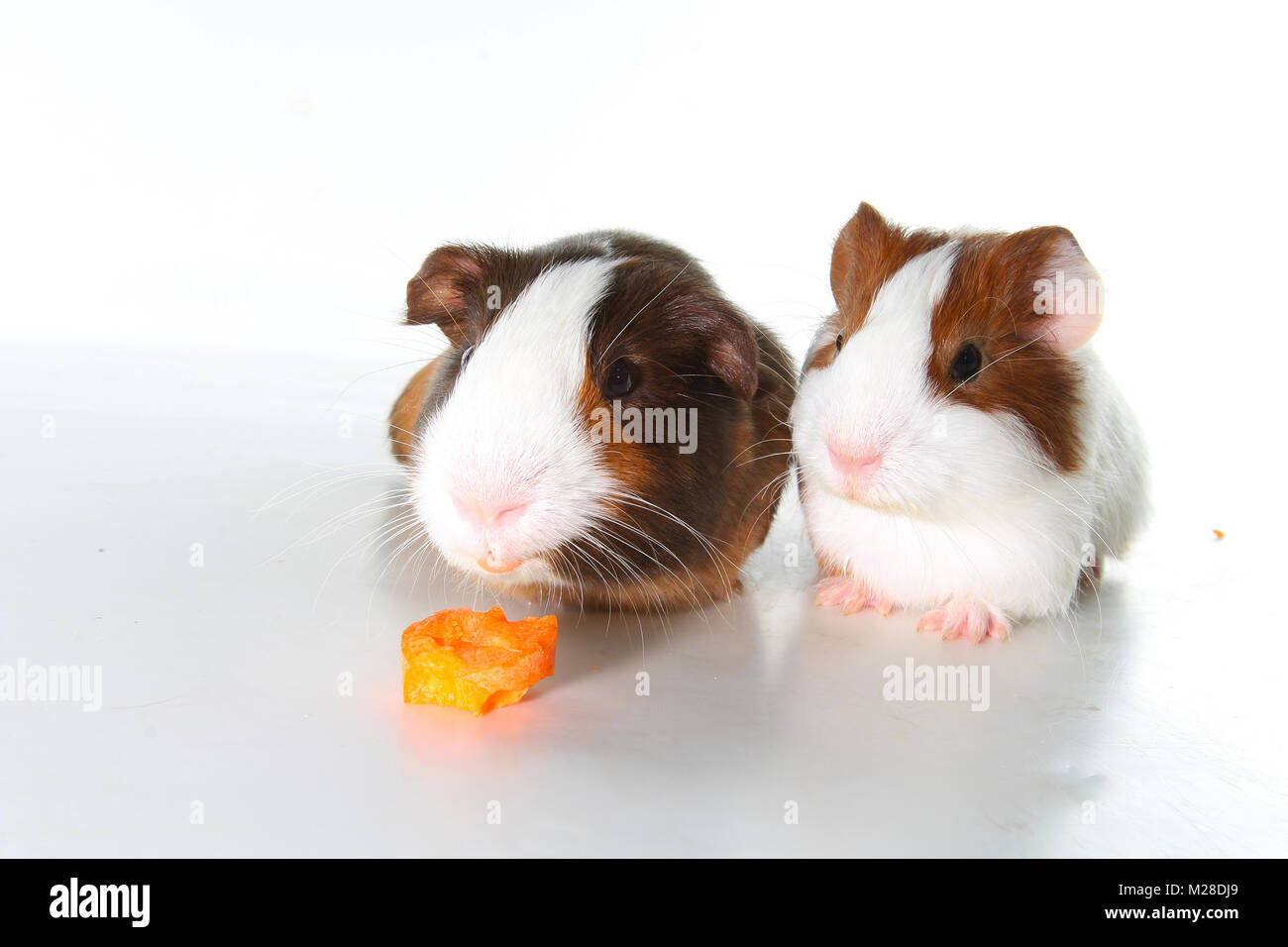 Guinea pig on studio white background. Isolated white pet photo ...