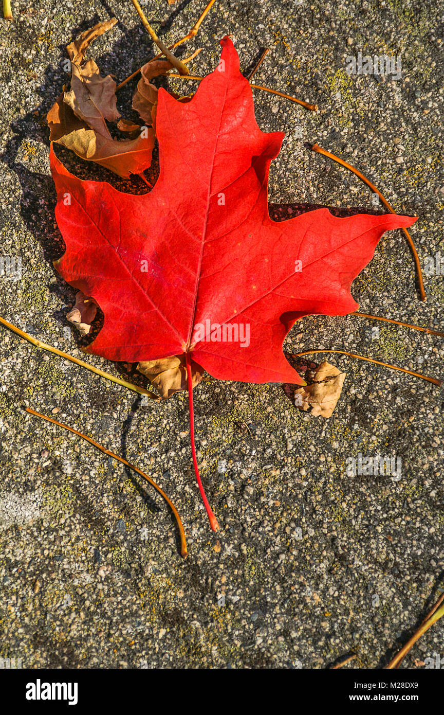 Perfect red maple leaf on the ground with other leaves and stems Stock ...