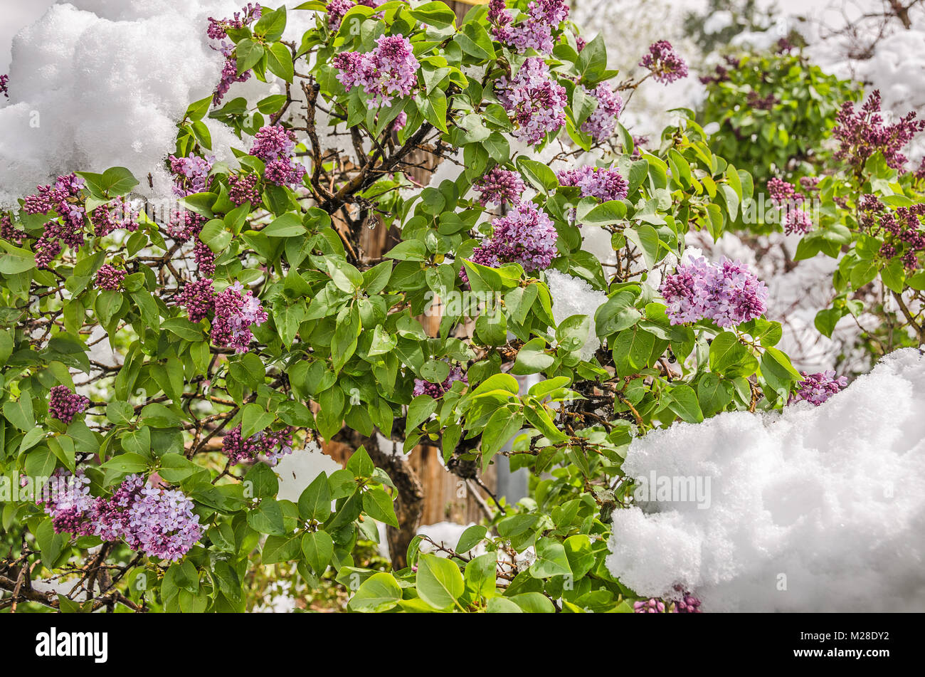 Lilacs in a hurry to bloom are hit with a heavy, wet snow in early ...