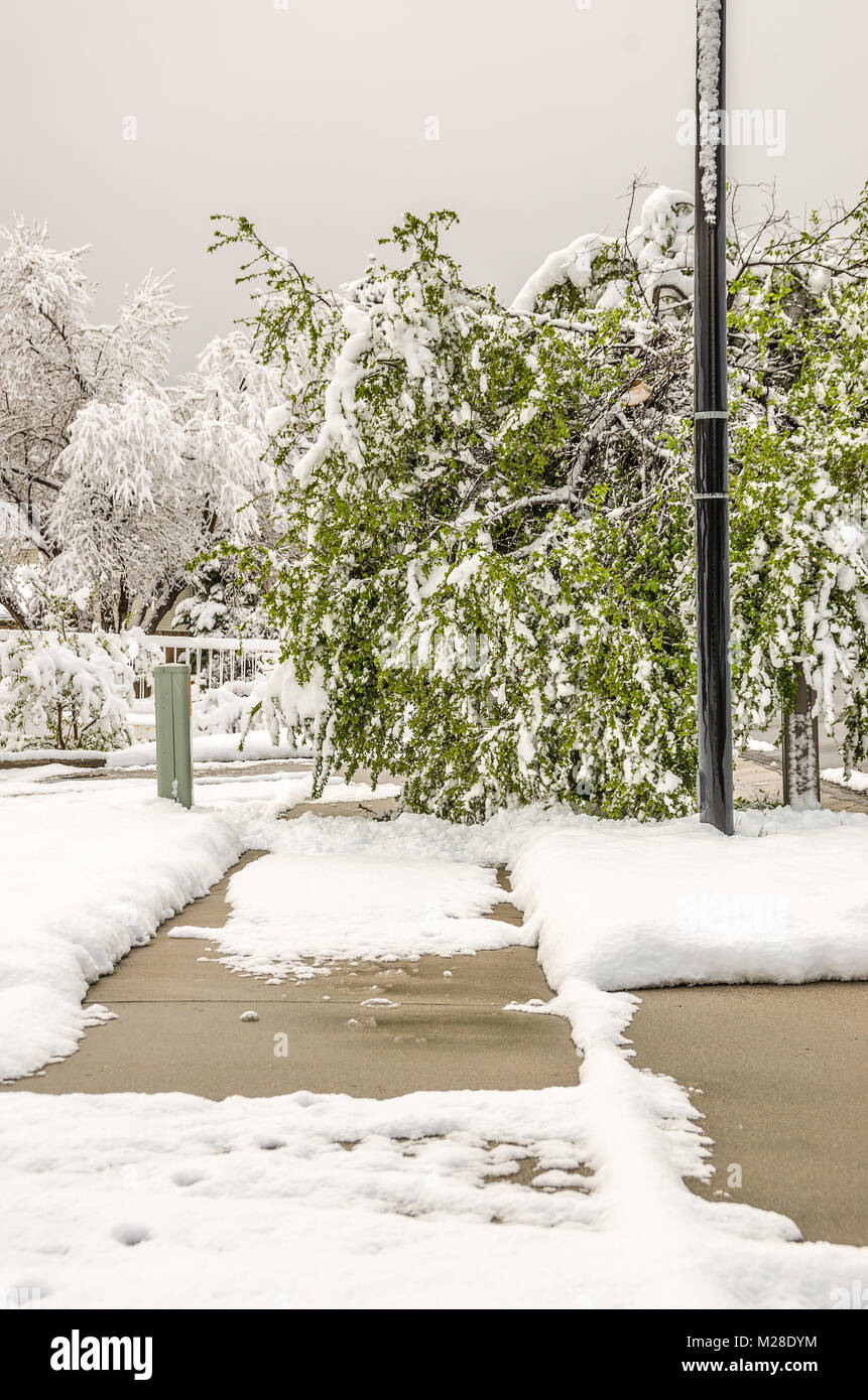 It's amazing to see how much damage can be done to a small tree with ...