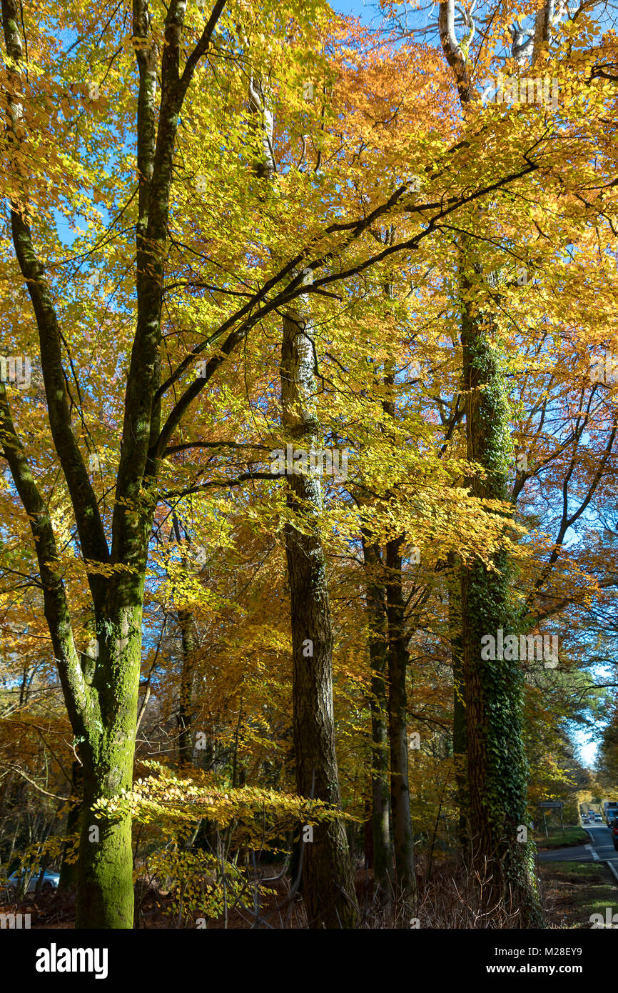 Dorset England November 17, 2017 Autumn colours in Dorset woodland ...