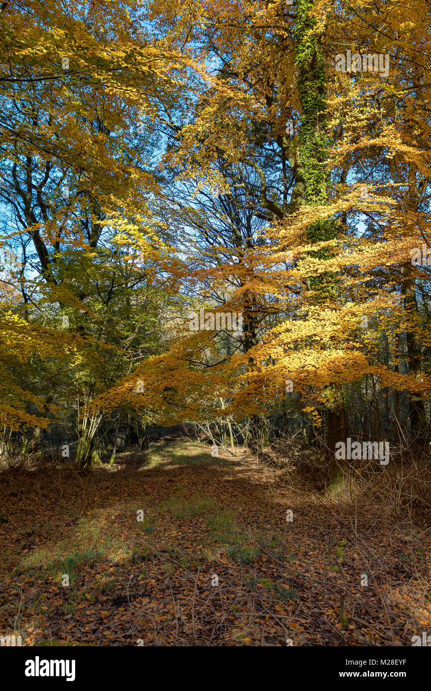 Dorset England November 17, 2017 Autumn colours in Dorset woodland ...
