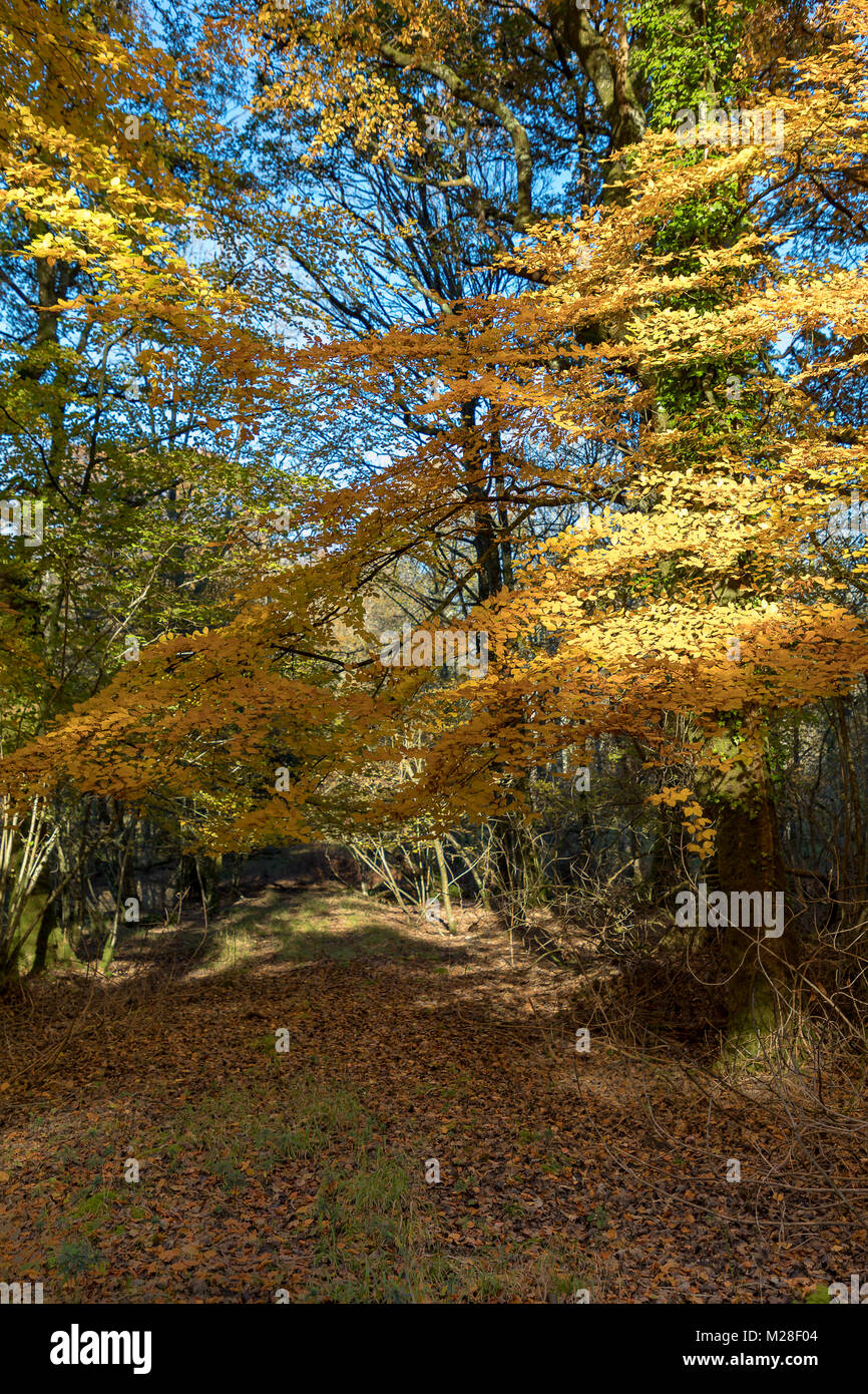 Dorset England November 17, 2017 Autumn colours in Dorset woodland ...