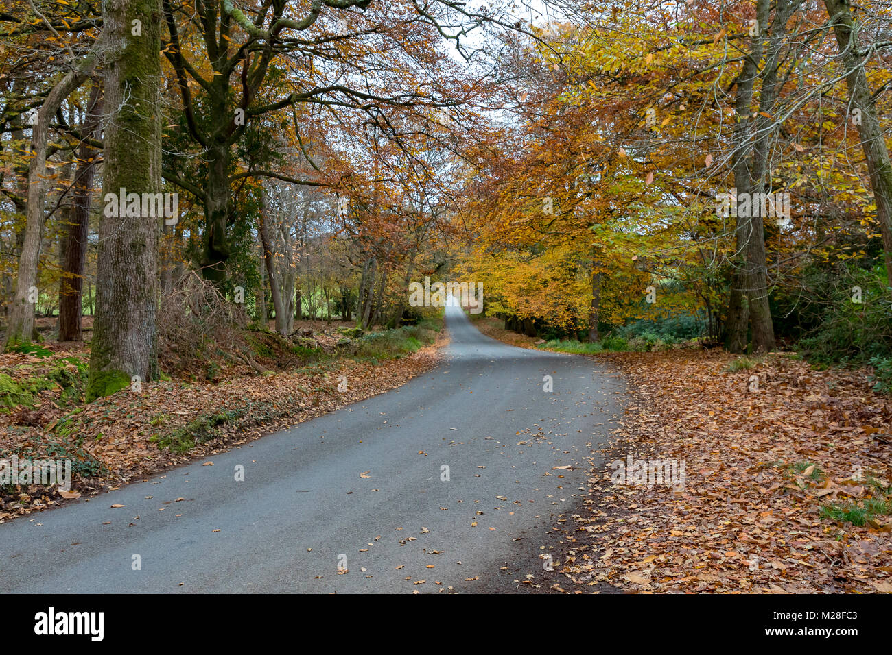 Dorset England November 18, 2017 Autumn colours in a Dorset, country ...